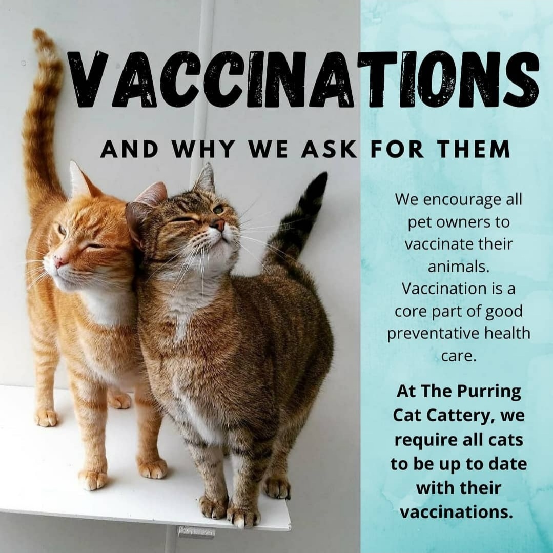 Pricing – Purring Cat Cattery